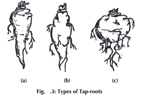 Roots Definition Types Morphology And Function Biology Ease