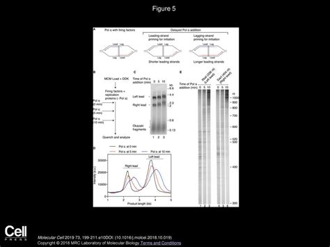 Mechanism Of Bidirectional Leading Strand Synthesis Establishment At