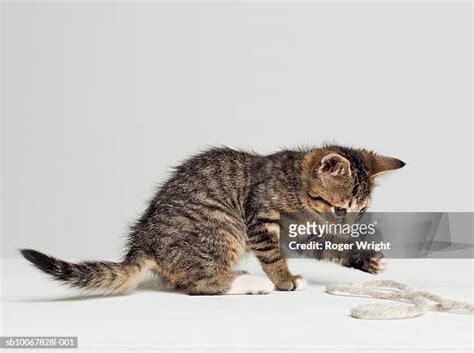 Kitten String Photos And Premium High Res Pictures Getty Images