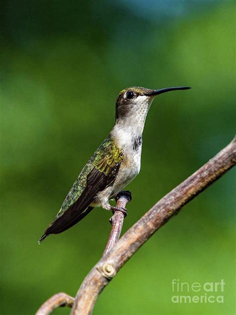 Juvenile Ruby Throated Hummingbird Missing Chest Feathers Photograph By