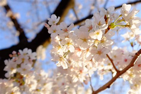 桜始開〜さくらはじめてひらく〜 2016年二十四節気七十二候 Meg And Sue
