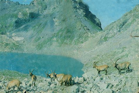 아름 다운 그림 Deosai 호수 문 Skardu 길기트 발티 스탄 오래 된 그림 2006 0명에 대한 스톡 사진 및 기타