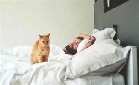 Mon Chat Me Réveille En Pleine Nuit Que Faire