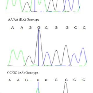 Sequence Trace Views Of Sequencing Traces For Positions And