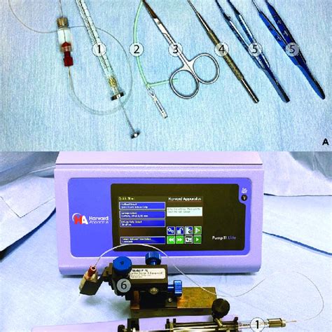 Pdf Dissection And Surgical Approaches To The Mouse Jugular Nodose