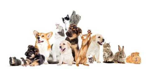 Los Cuidados B Sicos Que Tu Mascota Necesita Tu Mejor Versi N
