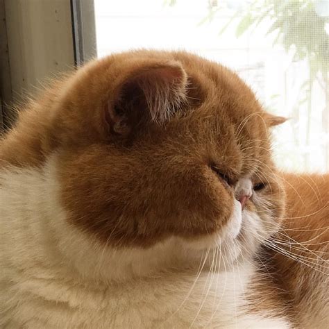 1日ほぼ寝てるなぁ。 エキゾチックショートヘア エキゾチックショートヘアー Exoticshorthair Cat 猫 ネコ