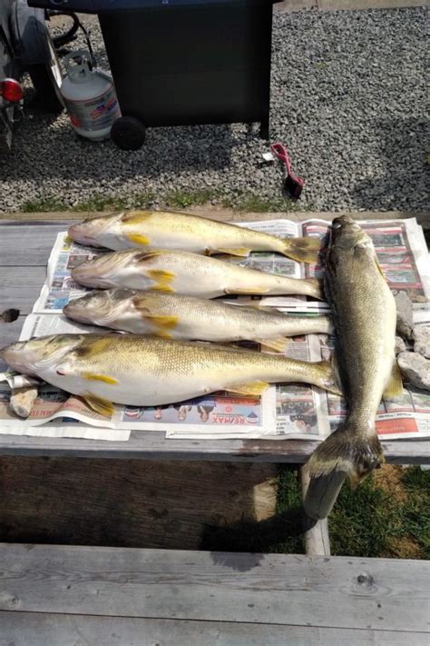 Lake Erie Trolling Walleye Action Canadian Sportfishing
