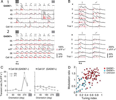 Spatial Summation In Excitatory And Inhibitory Neurons Experiments In Download Scientific
