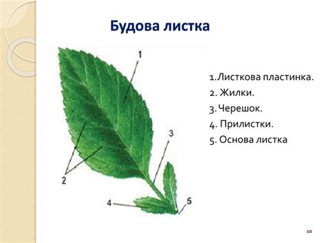 Презентація Будова листка