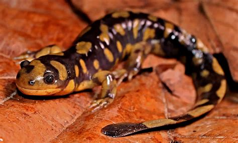 Pet Salamanders Types A Guide To Caring For Tiger Salamanders As Pets