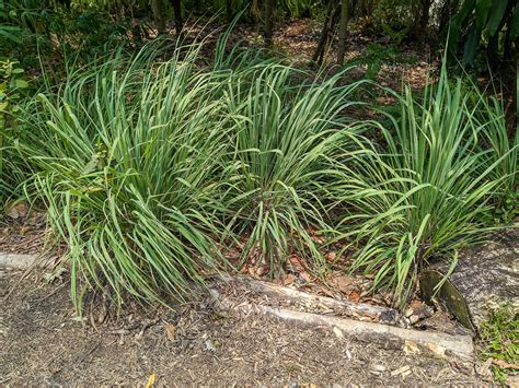 Lemongrass Plant