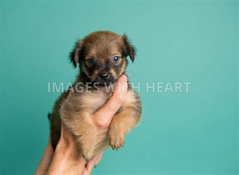 Cocker Spaniel Mix Puppies