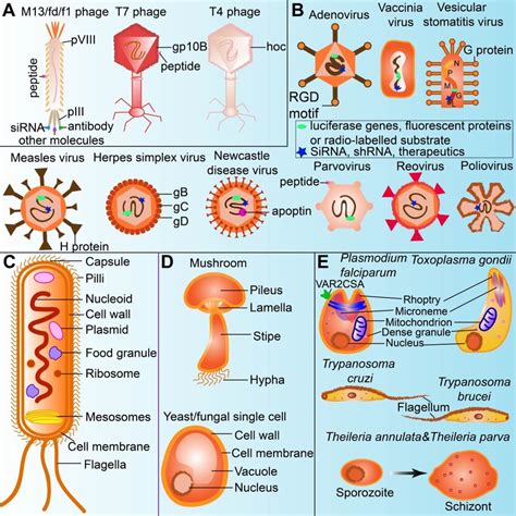 The Unique Structures Of Microorganisms Applied For Cancer