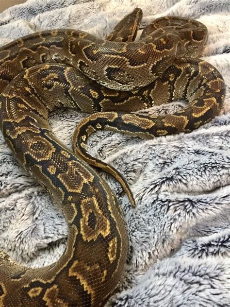African Rock Python F In Chadderton Manchester Gumtree