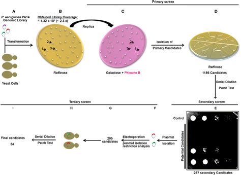 Scheme Of The Genome Wide Screen Of P Aeruginosa PA14 In Yeast The