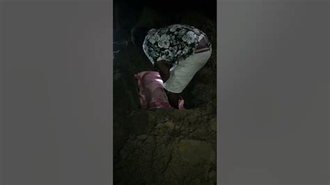 පව් රොට් වයිලට් බල්ලා Youtube