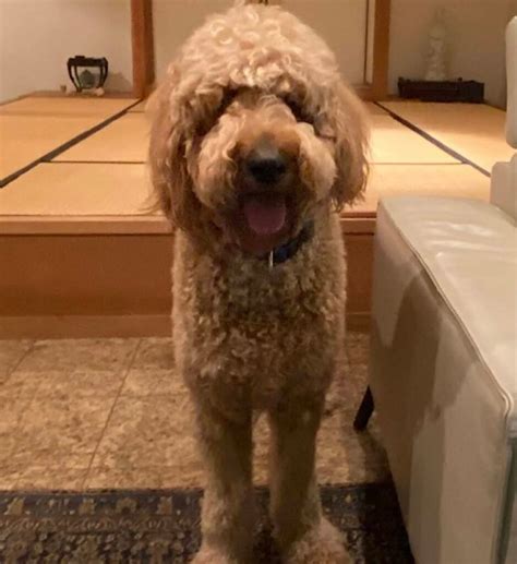 Male Vs Female Mini Goldendoodles Which One Is Better For You