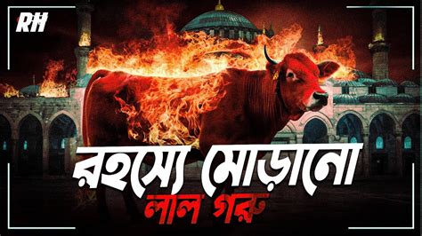 লাল গরুর রহস্য অজানা সত্য Mystery Of The Red Heifer Rh 23 Youtube