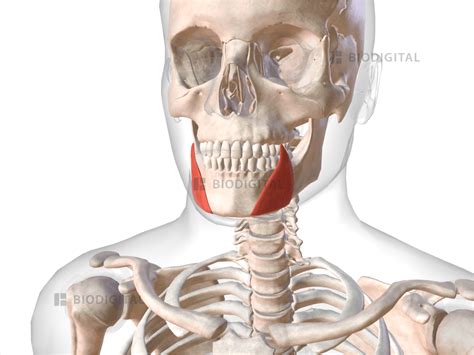 Depressor Anguli Oris Biodigital Anatomy