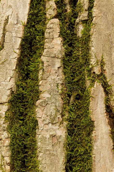 Tree Bark Moss Stock Photo Image Of Wood Lichen Mossy 24082814