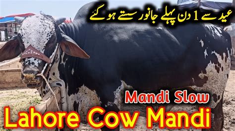 Lahore Cow Mandi 2023 Munasib Rate Ky Heavyweight Bachry Lahore