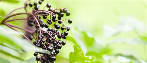 What Are The Benefits Of Elderberry UPMC HealthBeat