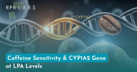 Cyp1a2 Gene At Lpa Levels And Caffeine Sensitivity