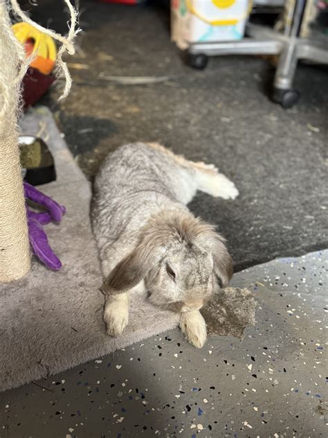 Mr Bilbo Fips Our Elder Bun He Is With Us 10 Years This Week Dont Know His Actual Age