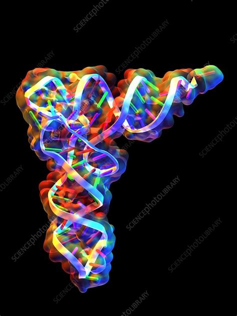 Transfer Rna Molecule Stock Image G110 0742 Science Photo Library