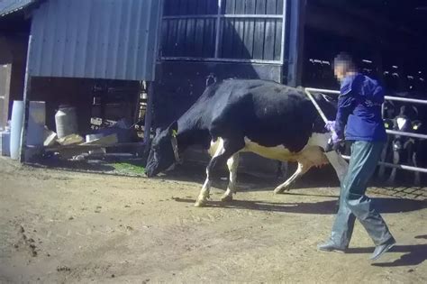 Shocking Footage Shows Cows Punched Kicked And Whipped In Cruel Scenes