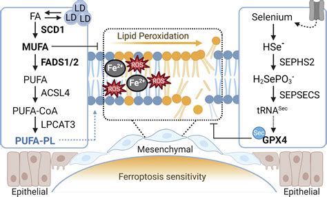 Troubling Bonds Lipid Unsaturation Promotes Selenium Dependency And