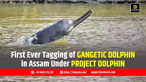 Indias First Satellite Tagging Of Gangetic Dolphin In Assam