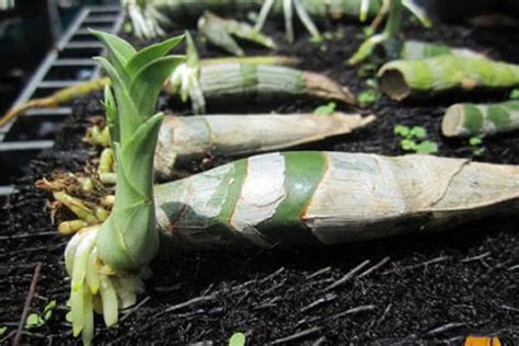 Hoa Lan Dendro đặc điểm Cách Trồng Và Chăm Sóc