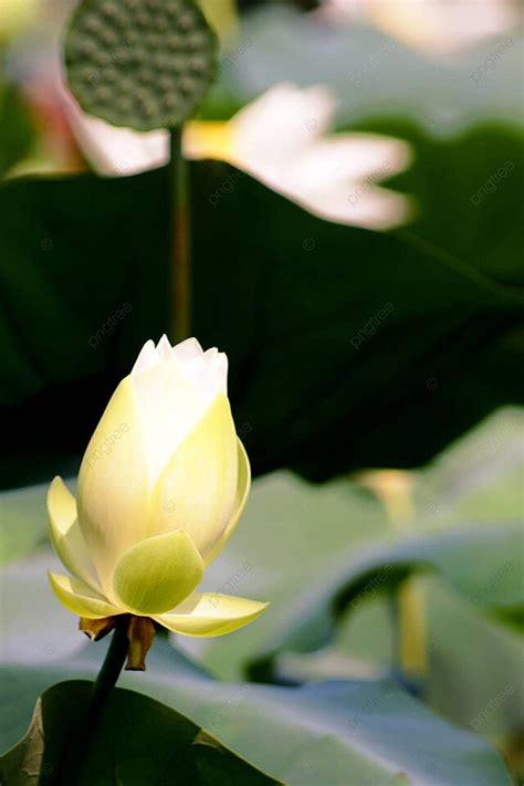 Lotus Lotiform Lotus Lotiform Lace Nymphaeales Photo Background And