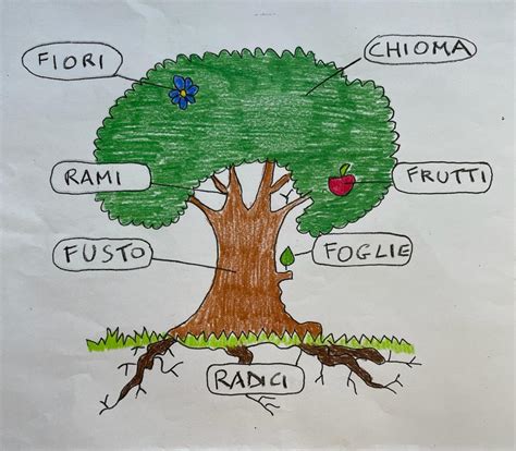 LE PARTI DI UNA PIANTA Blog Di Maestra Mile