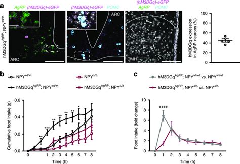 Virally Transduced Re Expression Of Npy Selectively In Agrp Neurons Of Download Scientific