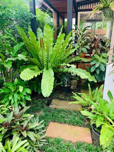 Pin By Ömer Şahin On Garden Inspiration Bali Tropical Garden Design