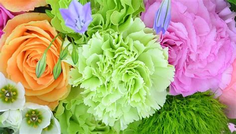 緑の花36種、春夏秋冬ごとに花言葉を添えて。木の花や珍しい種類も Lovegreenラブグリーン