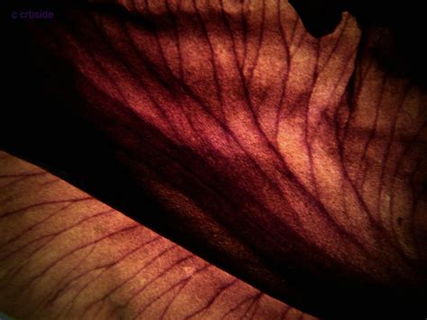 Iris Detail Photograph By Chris Berry Fine Art America