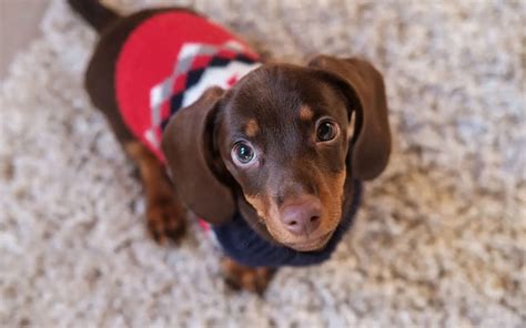 Cuatro Opciones Para Proteger A Tu Perro Del Frío En Invierno Televitos