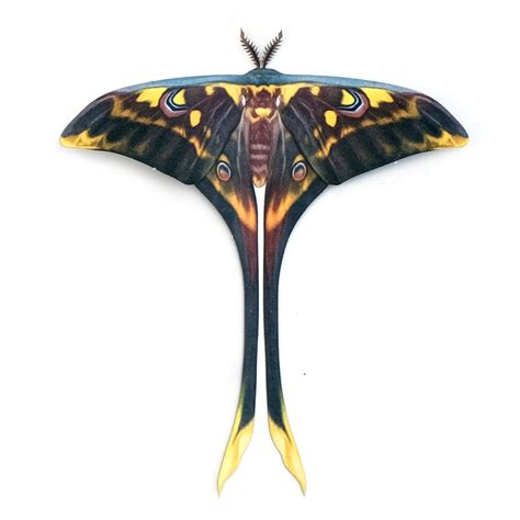 Paper Isis Moon Moth Moth And Myth