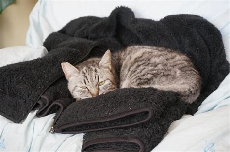ココちゃん、今年は暖かいお正月になるね【保護猫日記】ordinary Life