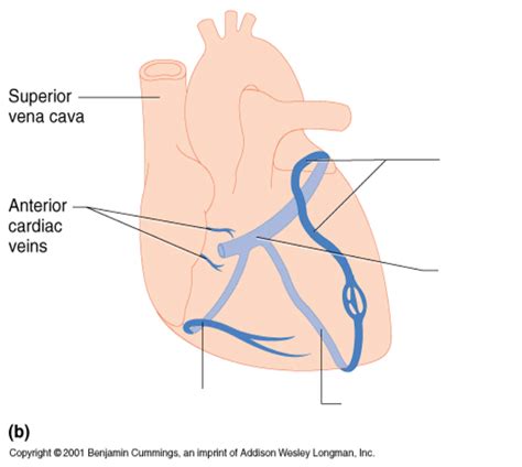 Coronary Veins Diagram Quizlet
