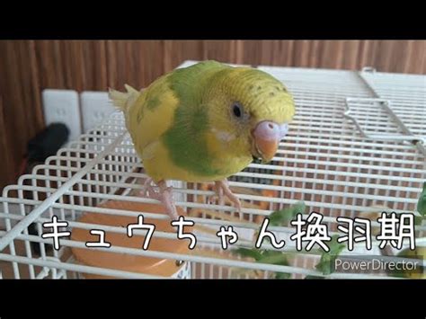 【セキセイインコ】換羽期で頭に黒いポツポツ筆毛！ Youtube