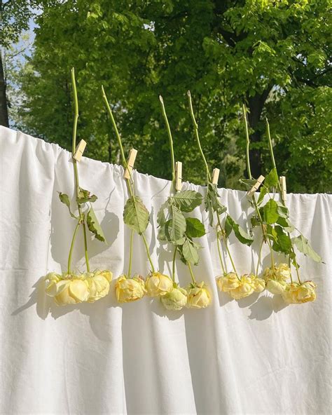 Details Aesthetic Flower Aesthetic Book Aesthetic Photography Projects Flowers Photography