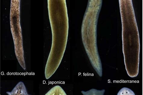Examples Of Flatworms