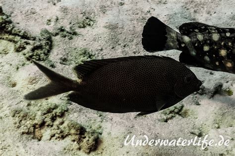 Kaninchenfisch Siganus Stellatus Underwaterlife De