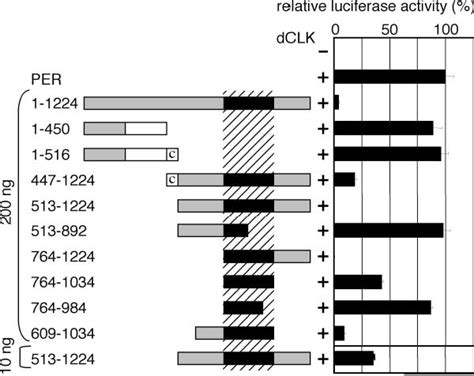 Figure 1 From A Novel C Terminal Domain Of Drosophila Period Inhibits