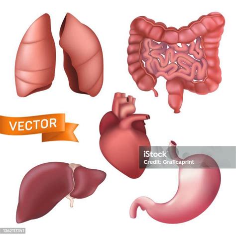 Ensemble Réaliste Dorganes Internes De Lanatomie Humaine Illustration